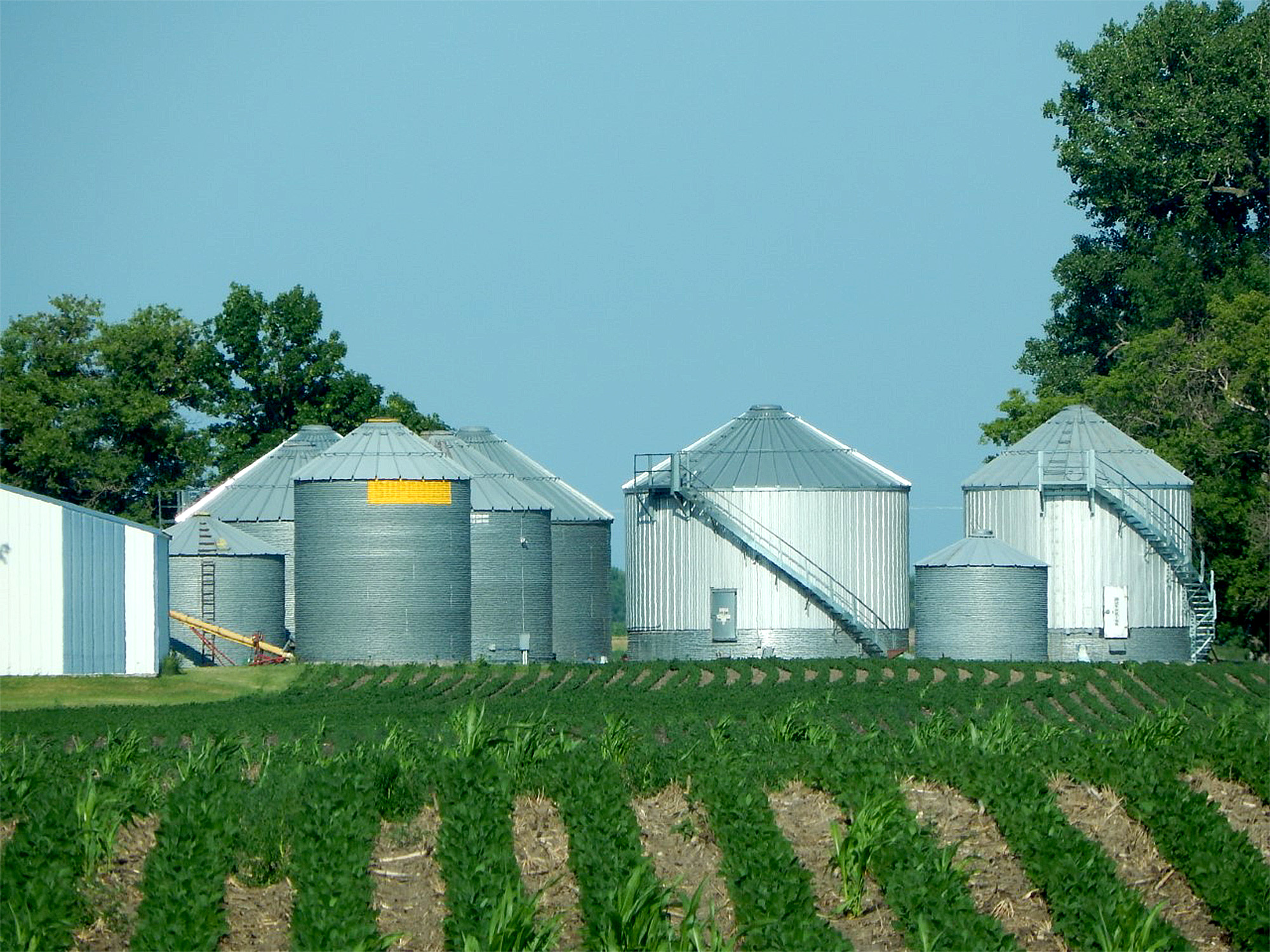 Plucked from corn | News, Sports, Jobs - The Journal